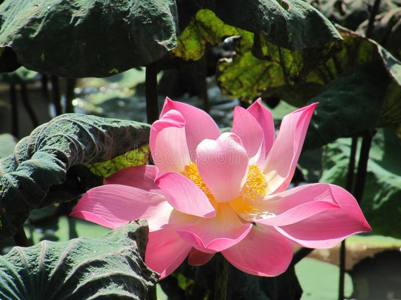 Pink Opened Lotus Flower in the Wild Stock Image - Image of outdoors ...