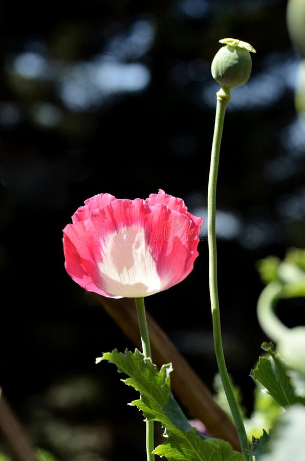 Opium Poppy with Pink Flowers Stock Image - Image of somniferum, field ...
