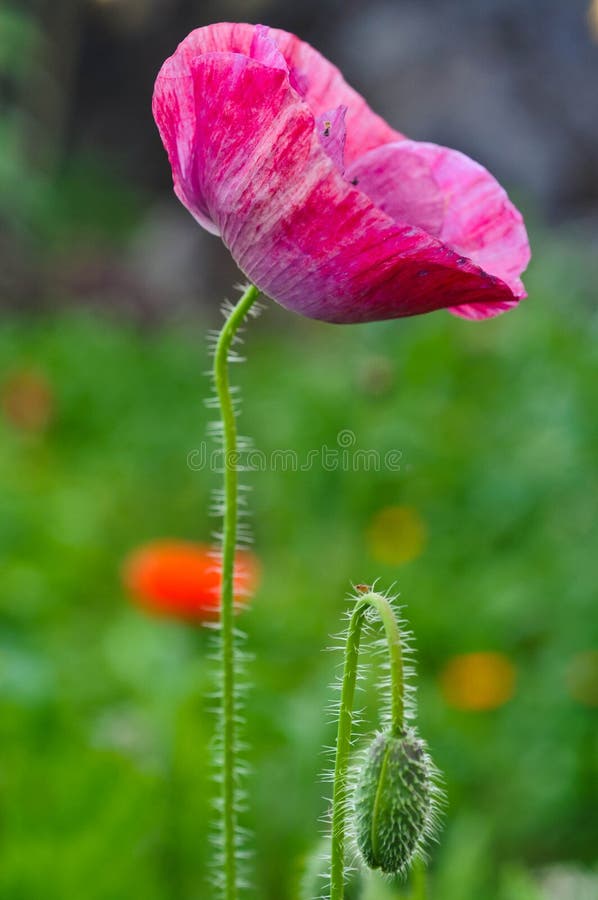 Two Pink Opium Poppy Flowers Stock Photo - Image of field, culture ...