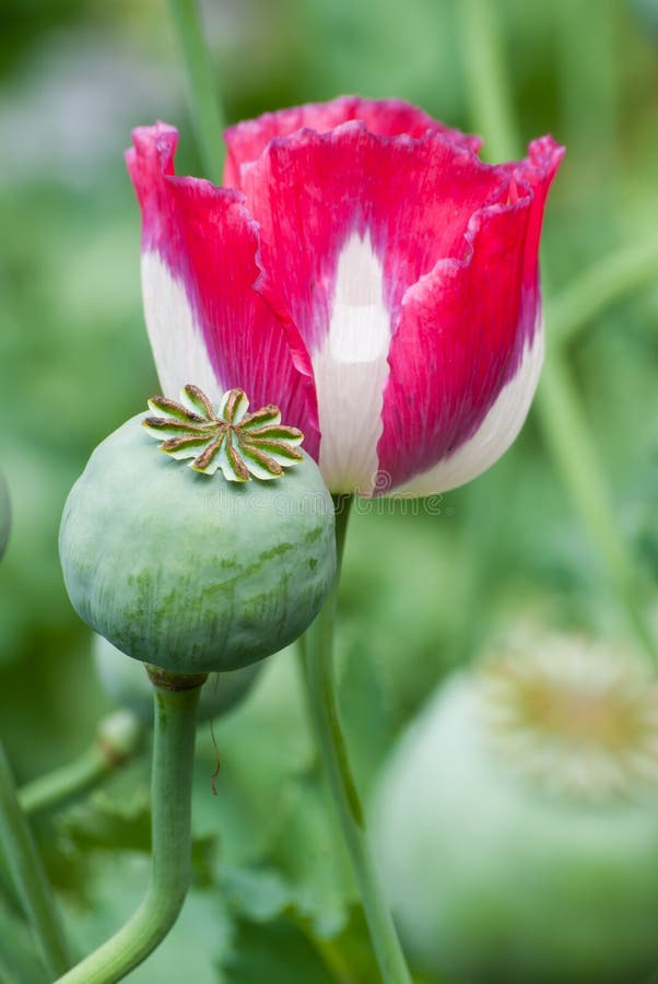 Two Pink Opium Poppy Flowers Stock Photo - Image of field, culture ...