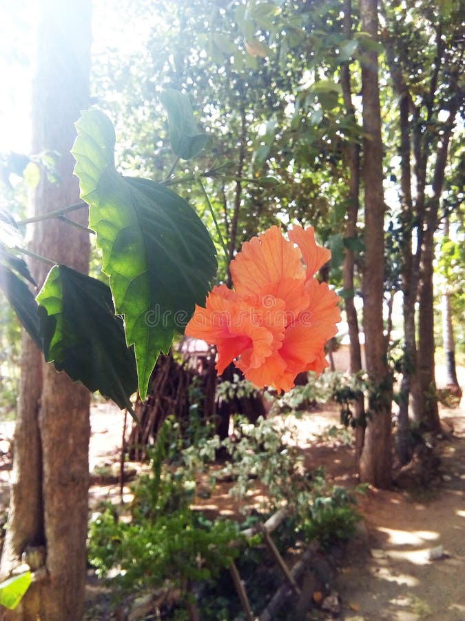 A Pink Orange Hibiscus Flower Picture. Image: 252051764