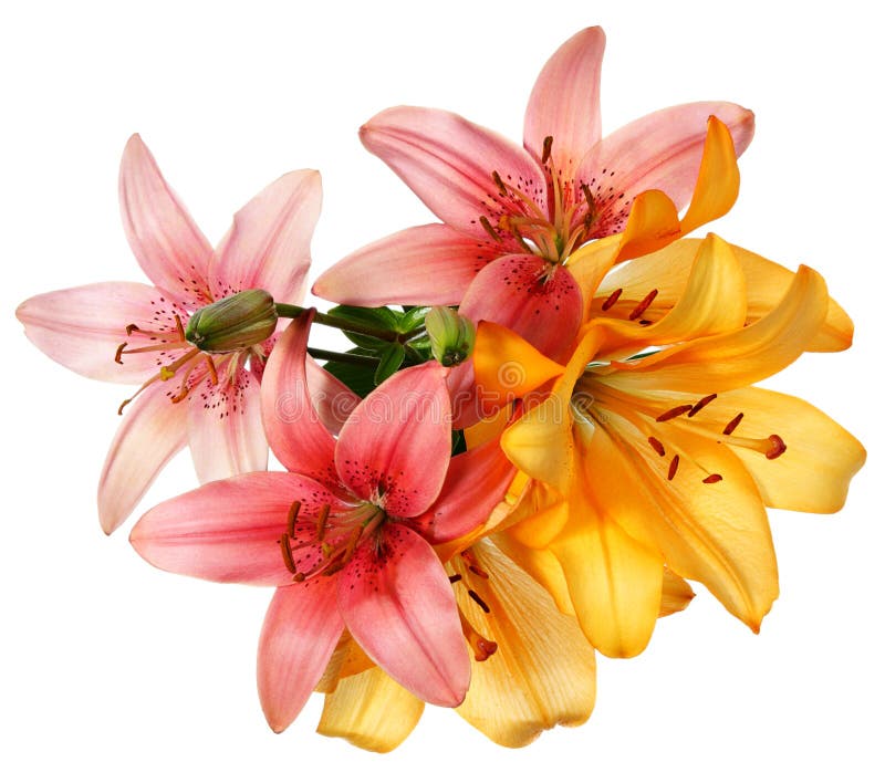 Pink Firecracker Lilies Stock Photos - Free & Royalty-Free Stock Photos ...