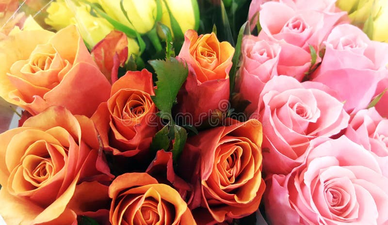 Pink Orange and Peach Roses Stock Photo - Image of lover, flower: 130009232