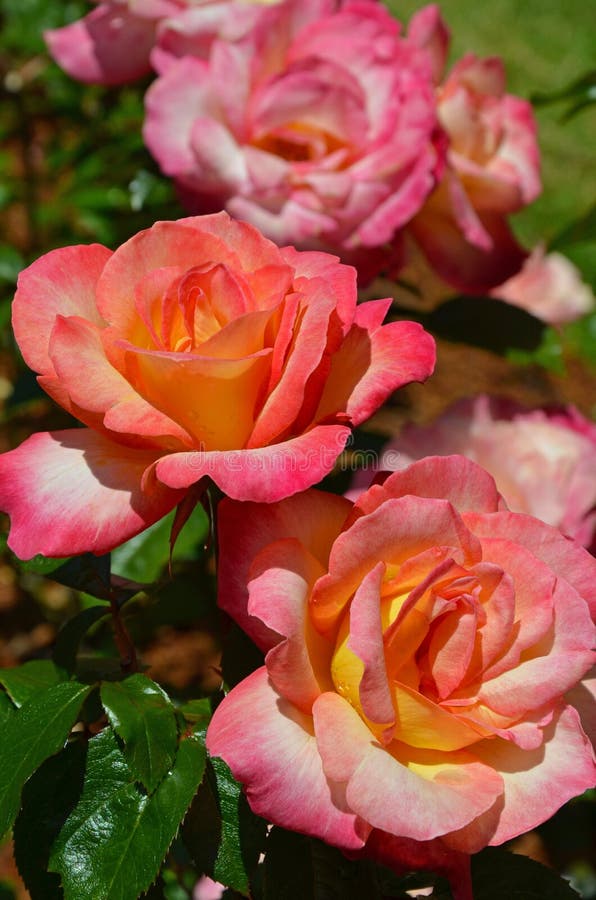 Pink and orange roses stock image. Image of fragrant - 42198337