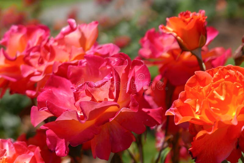 Pink and orange roses stock image. Image of rose, roses - 95919245