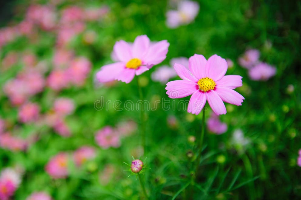 Pink Orcas Blooming in Spring Stock Image - Image of bloom, beautiful ...