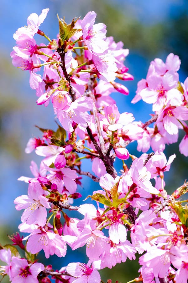Pink Orchard Blooms in Springtime Stock Photo - Image of blooms ...