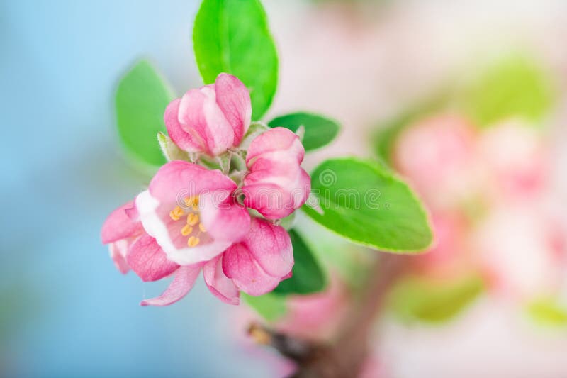 Pink Orchard Flowers on a Branch on a Spring Sunny Day Stock Photo ...