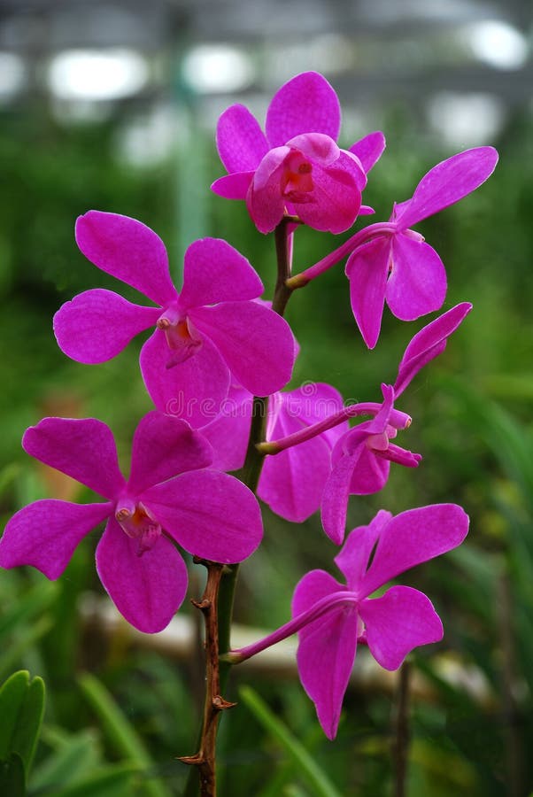 Pink orchid stock image. Image of pink, flower, orchid - 10626253