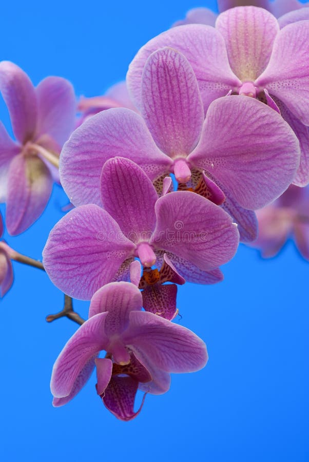 Orchid 2 stock image. Image of florist, orchidaceae, exotic - 8364877