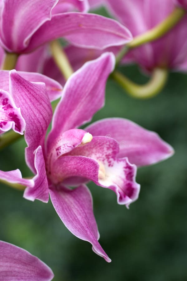 Pink orchid stock photo. Image of life, pink, delicate - 186510
