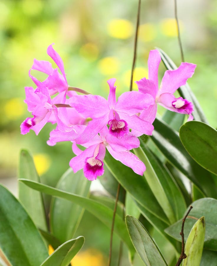 Pink orchid stock photo. Image of macro, plant, orchid - 21308858