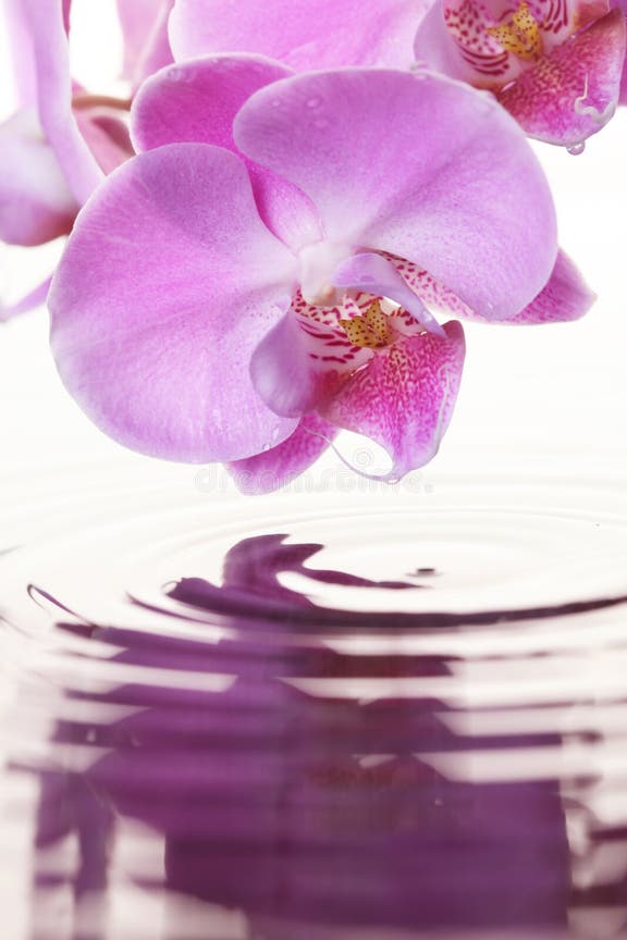 Pink Orchid stock photo. Image of beauty, beautiful, dripping - 23562836
