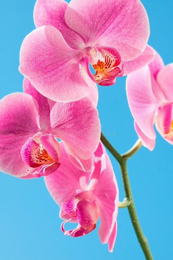 Pink Orchid stock photo. Image of bright, freshness, decorative - 24248714