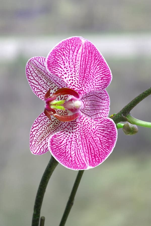 Pink Orchid Picture. Image: 2563801