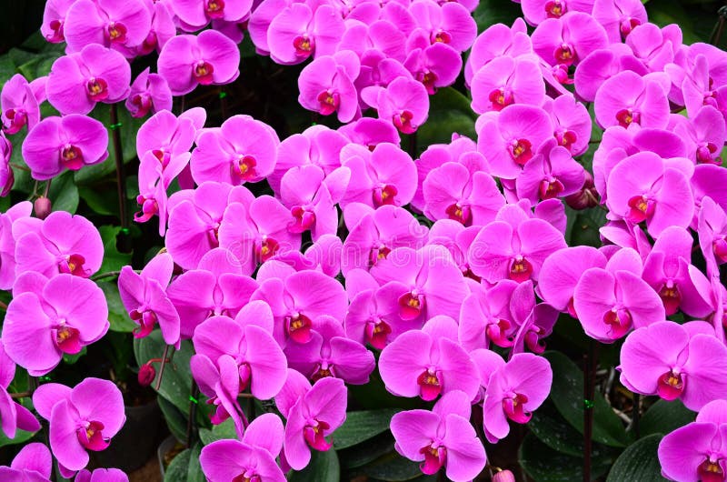 Pink orchid stock image. Image of delicate, plants, macro - 25786255