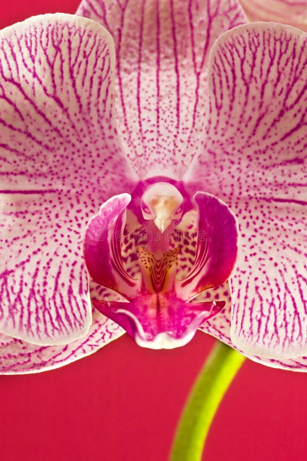 Pink orchid stock photo. Image of petals, twig, romantic - 19433470