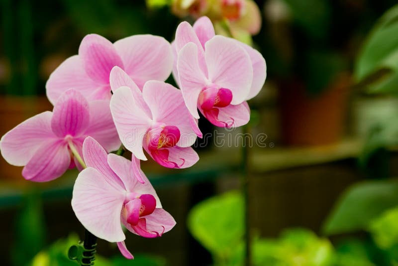 Pink orchid stock image. Image of exotic, petals, flower - 3290579