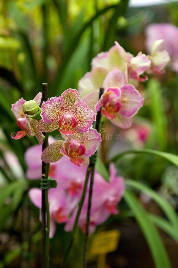 Pink orchid stock image. Image of islands, green, growth - 3290629