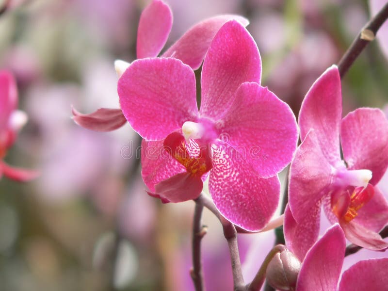 Pink Orchid stock image. Image of garden, blooming, petals - 5266639