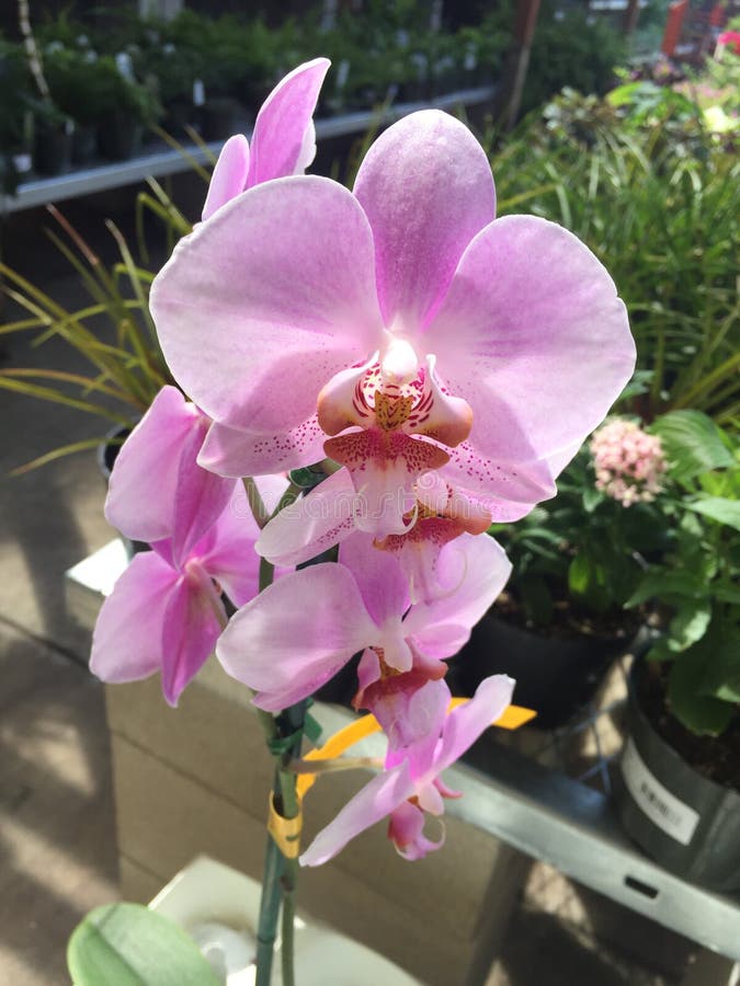 Pink Orchid stock image. Image of orchid, pink, three - 52682259