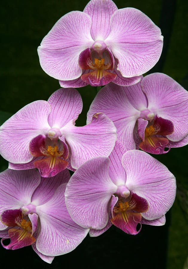 Pink orchid stock image. Image of pretty, orchids, beautiful - 57979