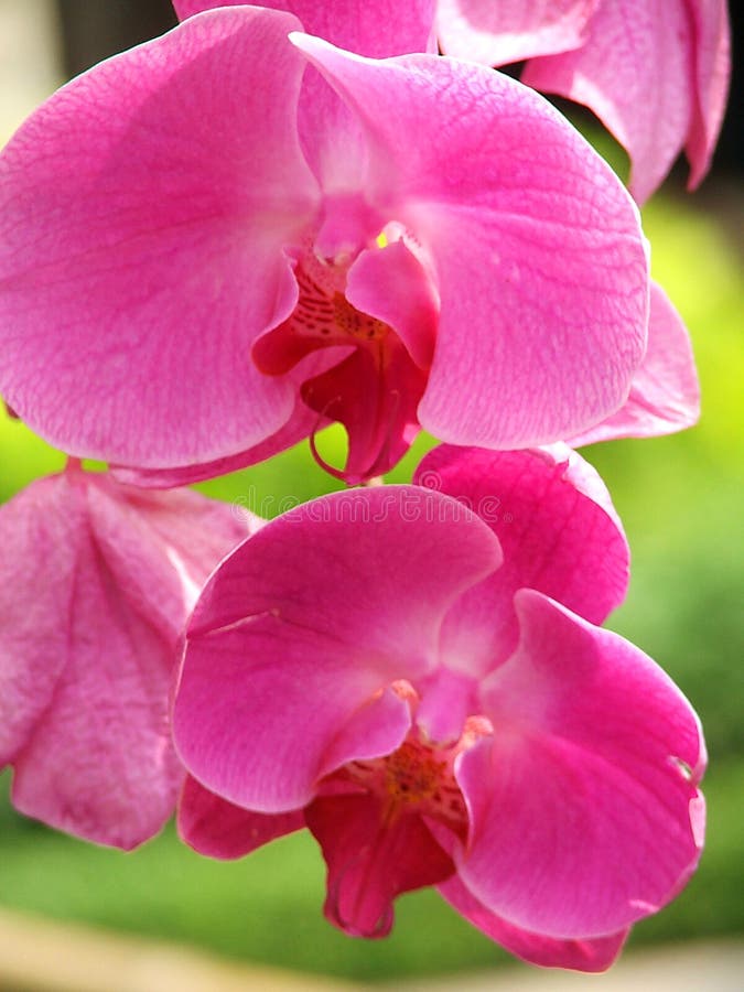 Pink orchid stock image. Image of nature, flowers, pink - 794481