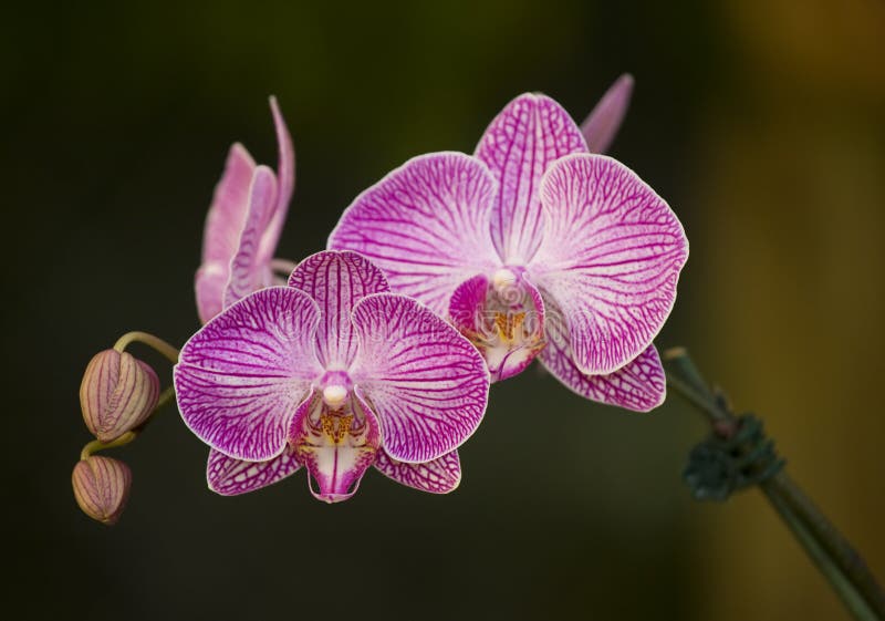 Pink Orchid stock photo. Image of elegant, beautiful, simple - 8136542