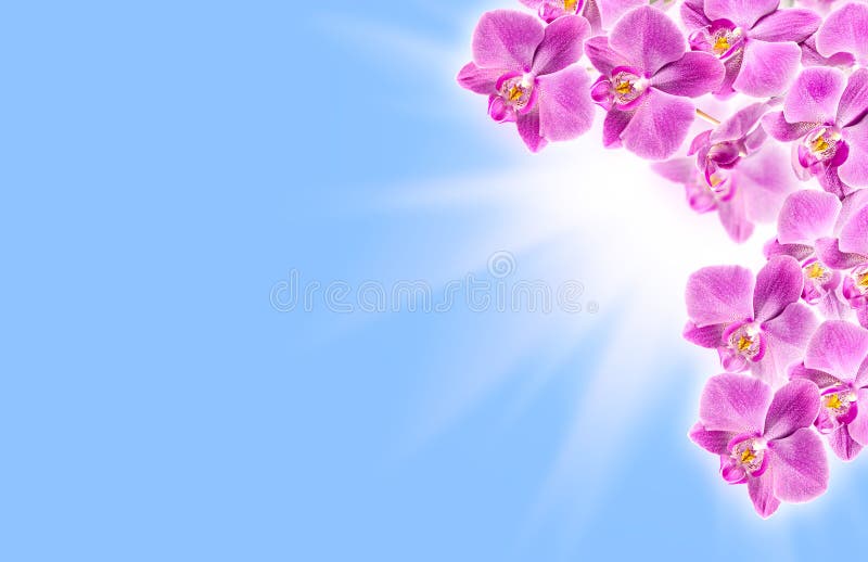 Pink Orchid Border on Blue Background Stock Photo - Image of flower ...