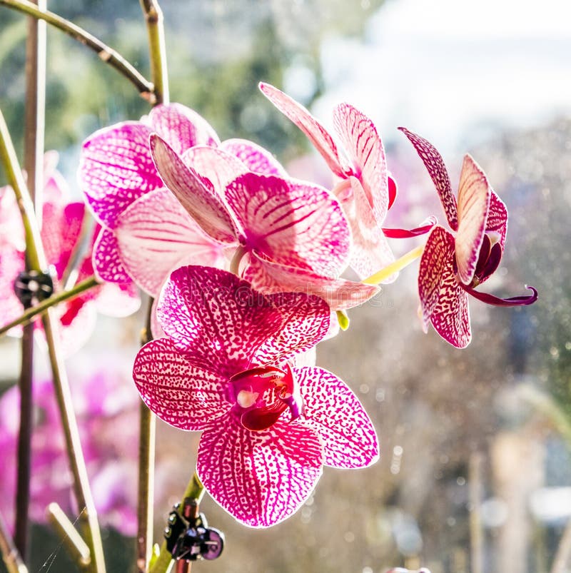 Pink orchid branch stock photo. Image of decorative, bunting - 43031690