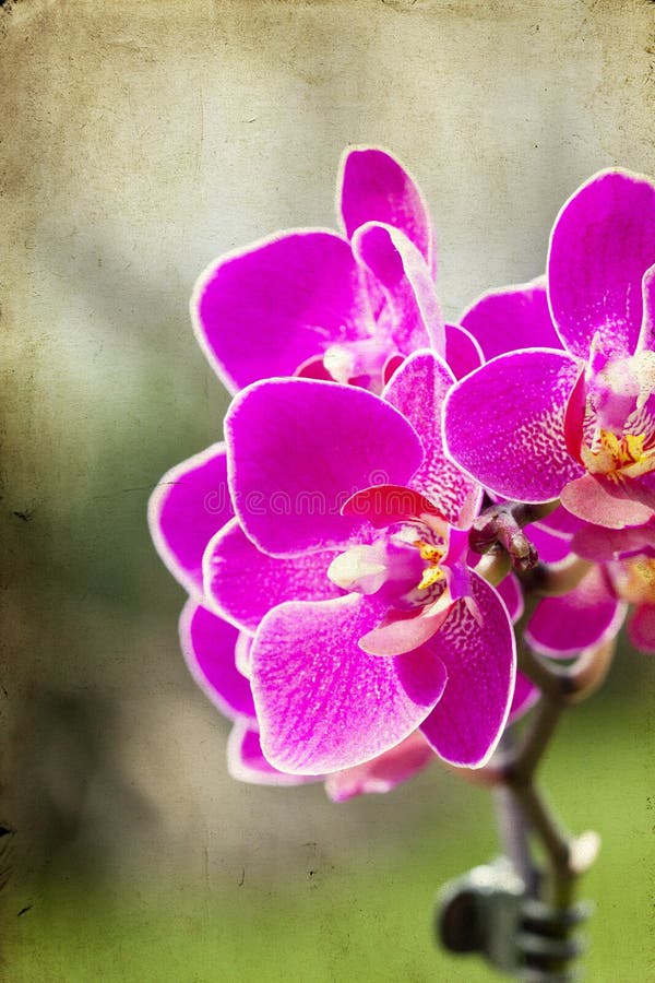 Pink orchid stock photo. Image of bright, beautiful, garden - 39905128
