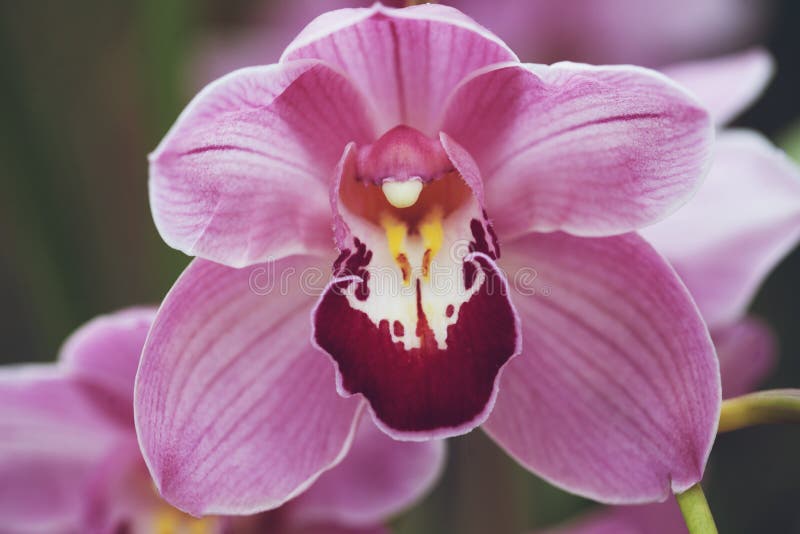 Pink Orchid stock image. Image of beautiful, elegant - 86552999