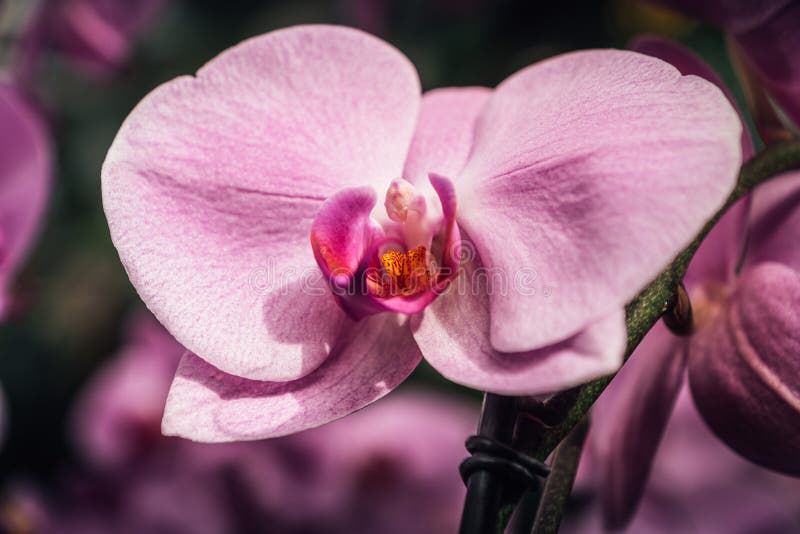Pink Orchid stock photo. Image of petals, macro, pink - 88479186