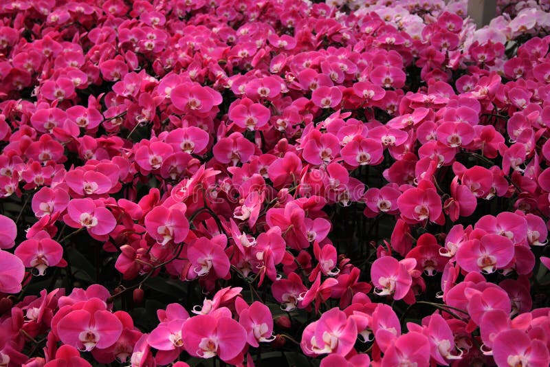 68,598 Pink Orchid Color Stock Photos - Free & Royalty-Free Stock ...