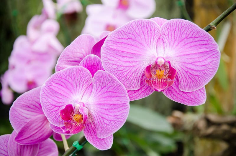 Pink orchid flower stock image. Image of pink, floral - 91244265