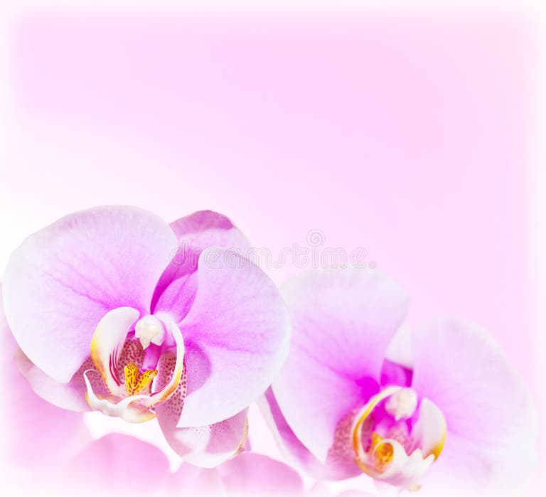 Pink Orchid flower border stock image. Image of botany - 26538385
