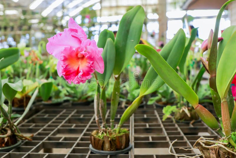 Pink Orchid Flower in Coconut Shell. Background Blur Stock Photo ...