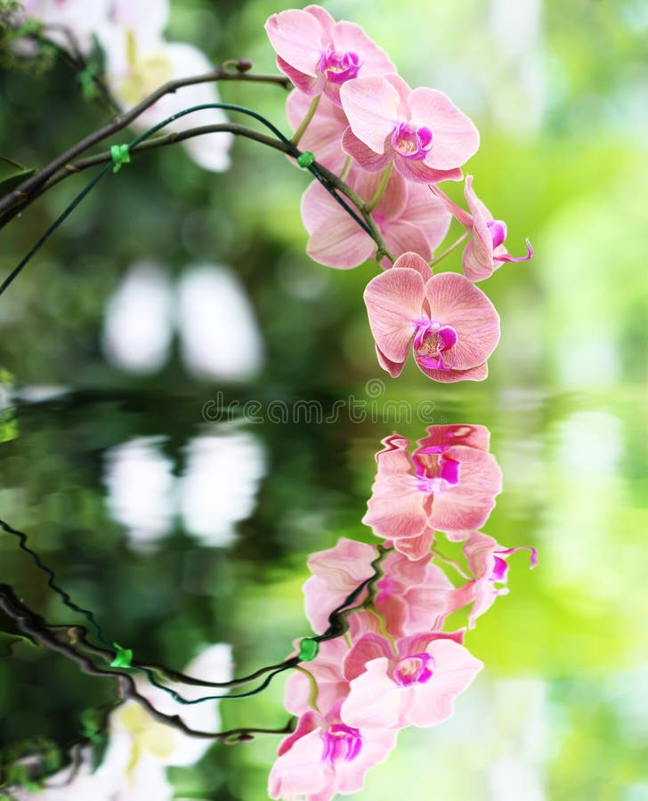 Pink Orchid Flower and Reflection in the Water Stock Image - Image of ...
