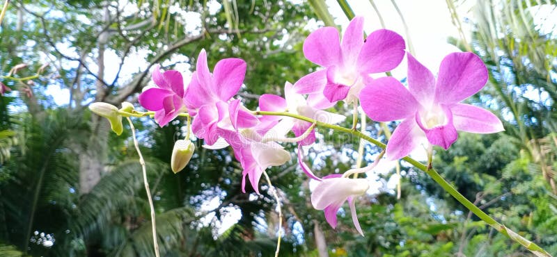 Marore Islands Stock Photos - Free & Royalty-Free Stock Photos from ...