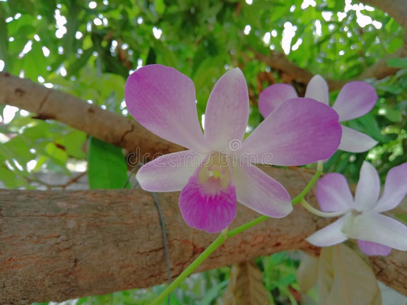 Hanging pink orchids stock photo. Image of blooming - 244097918
