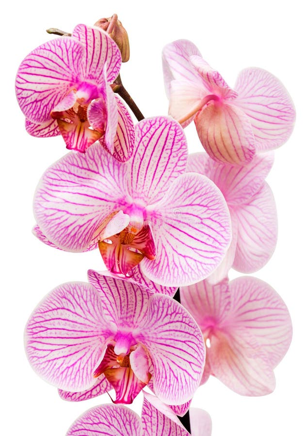 Pink orchid stock image. Image of organic, colour, isolated - 233653883
