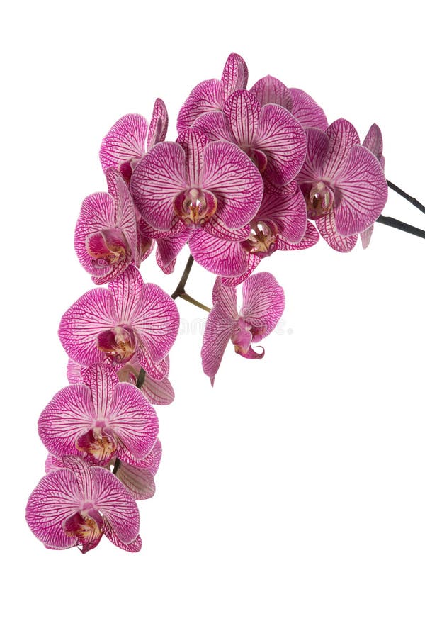 Pink orchid stock image. Image of plant, floral, greeting - 41349125
