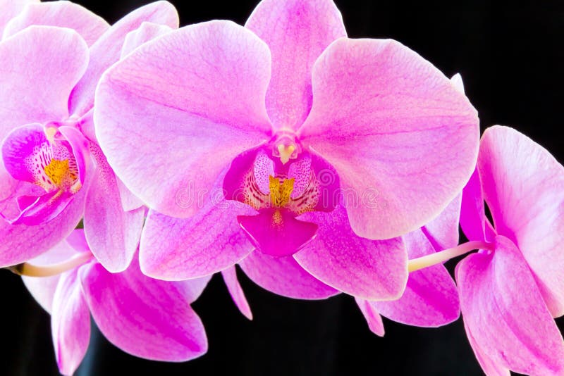 Pink orchid stock image. Image of orchid, pink, botany - 90446557