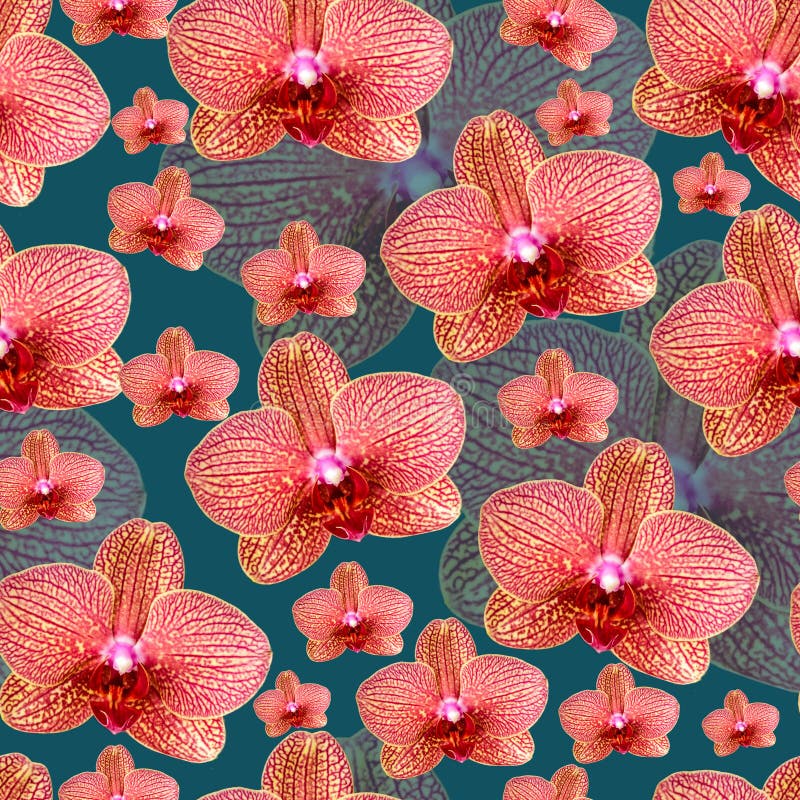 Pink Orchid with Red Veins Seamless Pattern Stock Photo - Image of pink ...
