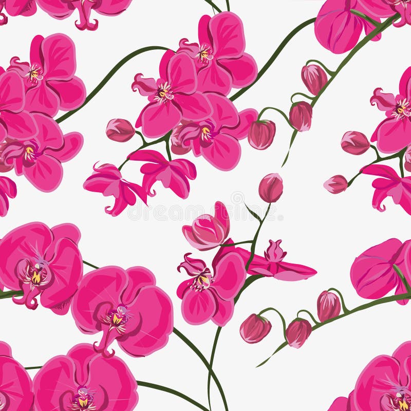 Pink orchid stock illustration. Illustration of blossom - 40348974