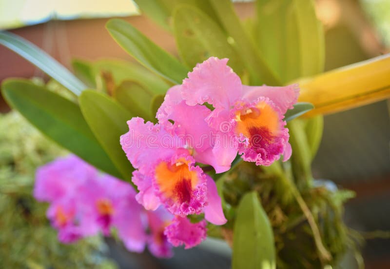 Pink orchid stock photo. Image of bloom, plants, single - 105363532