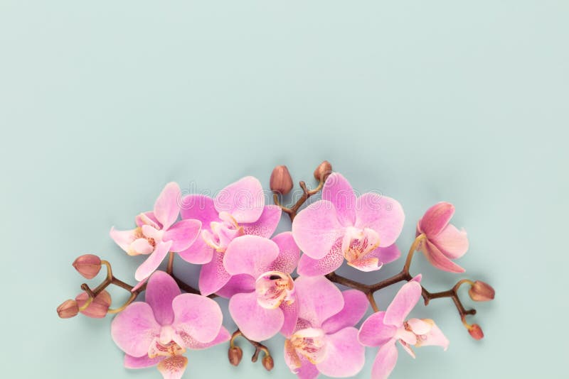 Pink Orchid Theme Objects on Pastel Background. Stock Photo - Image of ...