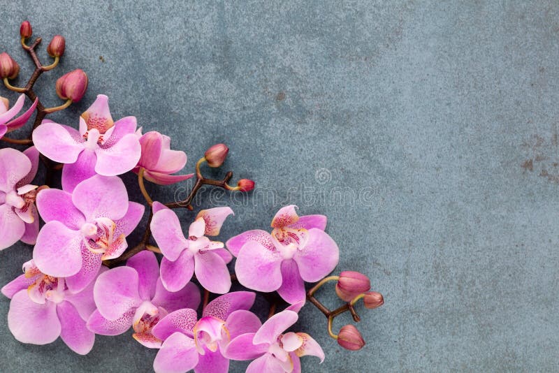 Pink Orchid Theme Objects on Pastel Background. Stock Image - Image of ...
