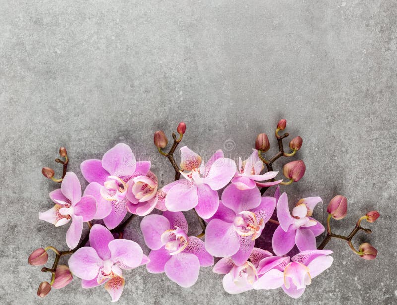 Pink Orchid Theme Objects on Pastel Background. Stock Photo - Image of ...