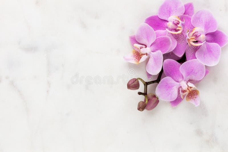 Pink Orchid Theme Objects on Pastel Background. Stock Image - Image of ...
